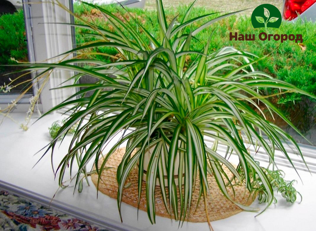 Phytoncides: useful properties, species, where they are contained, action