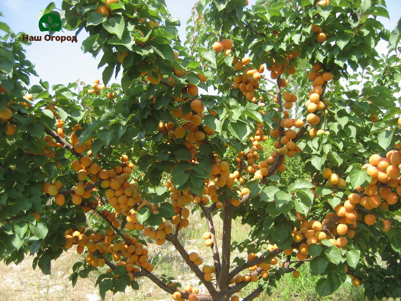 Damasco no jardim, que fruta é essa? Vamos descobrir!