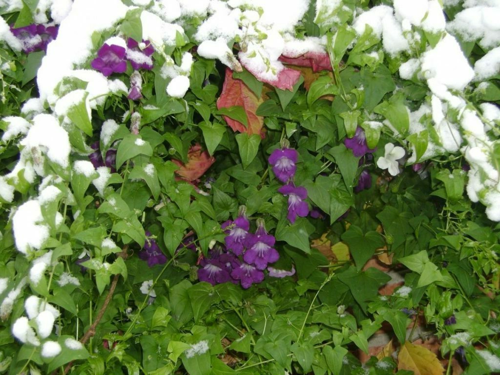 Klättring azarina: Foton och funktioner för att odla från frön.