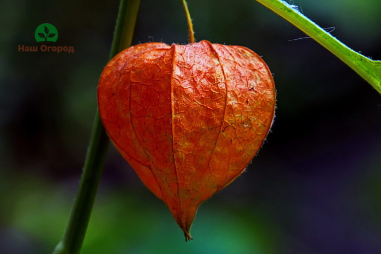 Physalis: važna pravila za uzgoj i njegu, TOP vrste s fotografijama