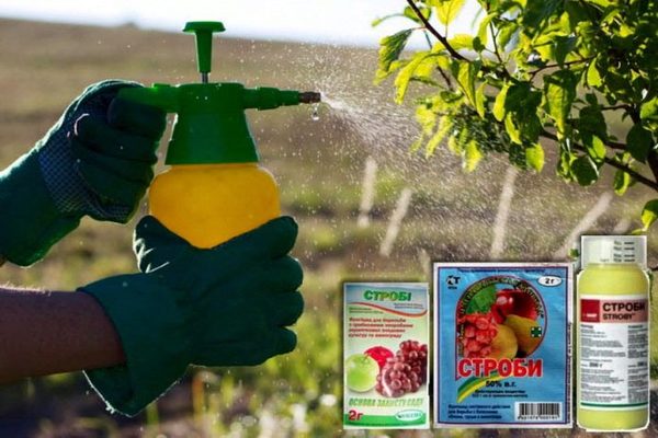 Mode d'emploi du fongicide Strobi pour les raisins