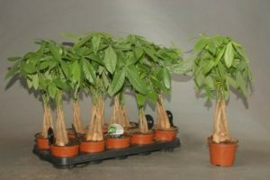 Pakhira: valuable tips for growing and care + pakhira photos!