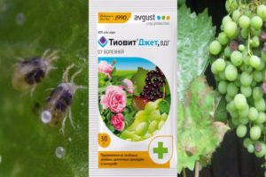 Tiovit Jet - arahan penggunaan untuk anggur