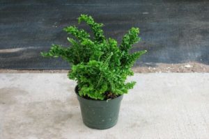 Nephrolepis: TOP rules of care and reproduction, best varieties, photo