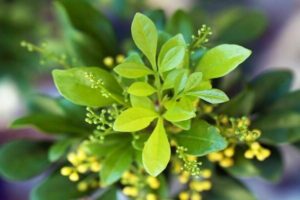 Aglaya: description, planting and care, reproduction, benefits and photos