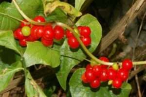 Common tamus: description and characteristics, application + photo