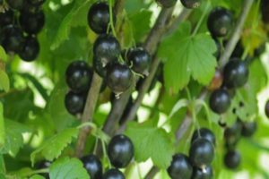 Black currant Imandra 2: variety description, TOP pros and cons