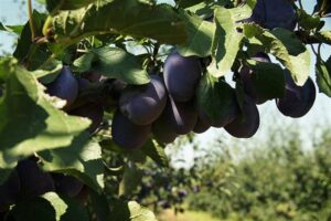Plum Viola: TOP secrets de la variété, avantages et inconvénients ...