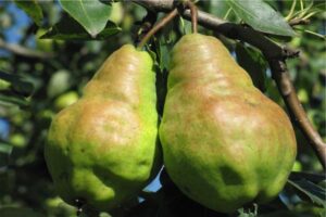 Pear Vidnaya (Bumpy): recensioni TOP, semina e cura con le foto